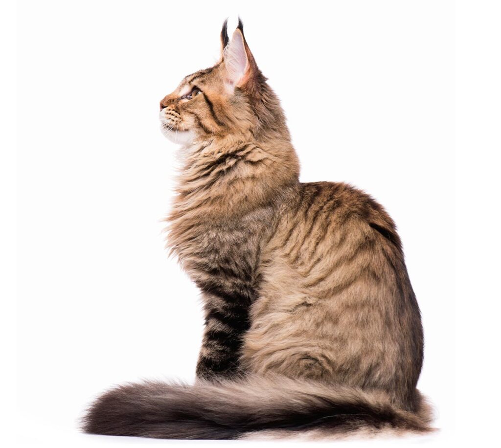 Cat Wellness Care & Vaccinations in Ormond Beach, FL | Cat Care Clinic